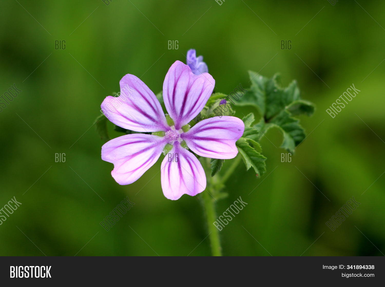 Top View Common Mallow Image & Photo (Free Trial) | Bigstock