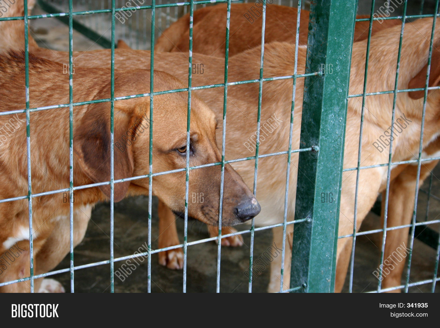 Stray Dogs Animal Image & Photo (Free Trial) | Bigstock