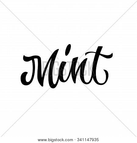 Mint - Hand Drawn Vector & Photo (Free Trial) | Bigstock