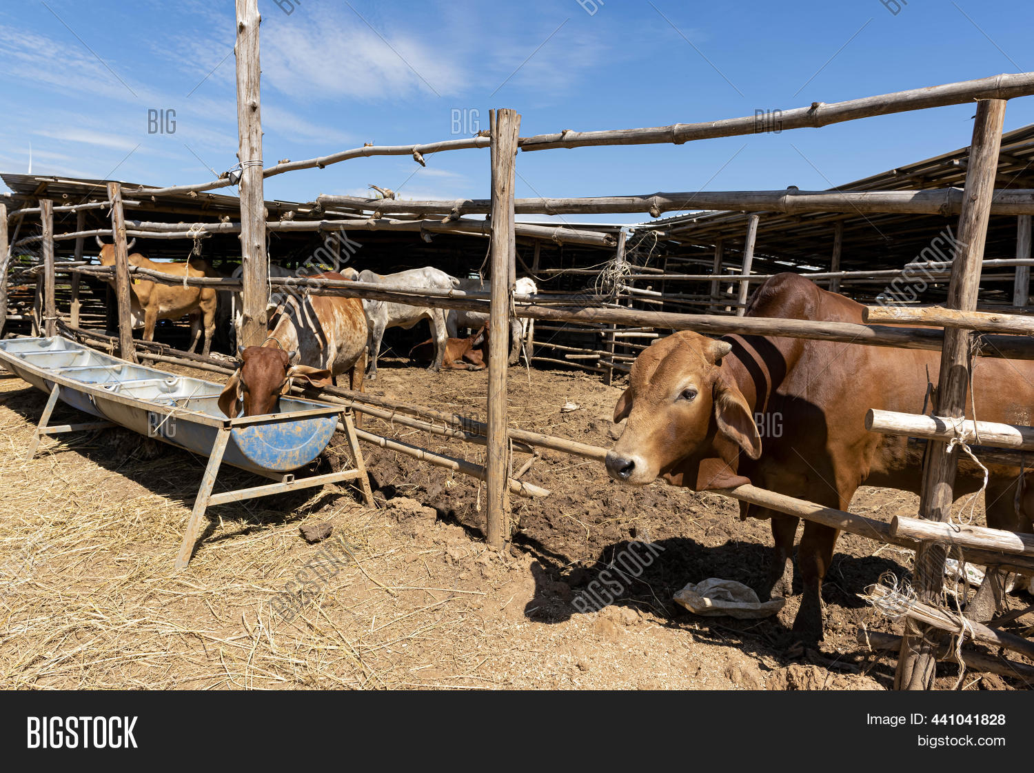 Cows Eating Trough, Image & Photo (Free Trial) | Bigstock