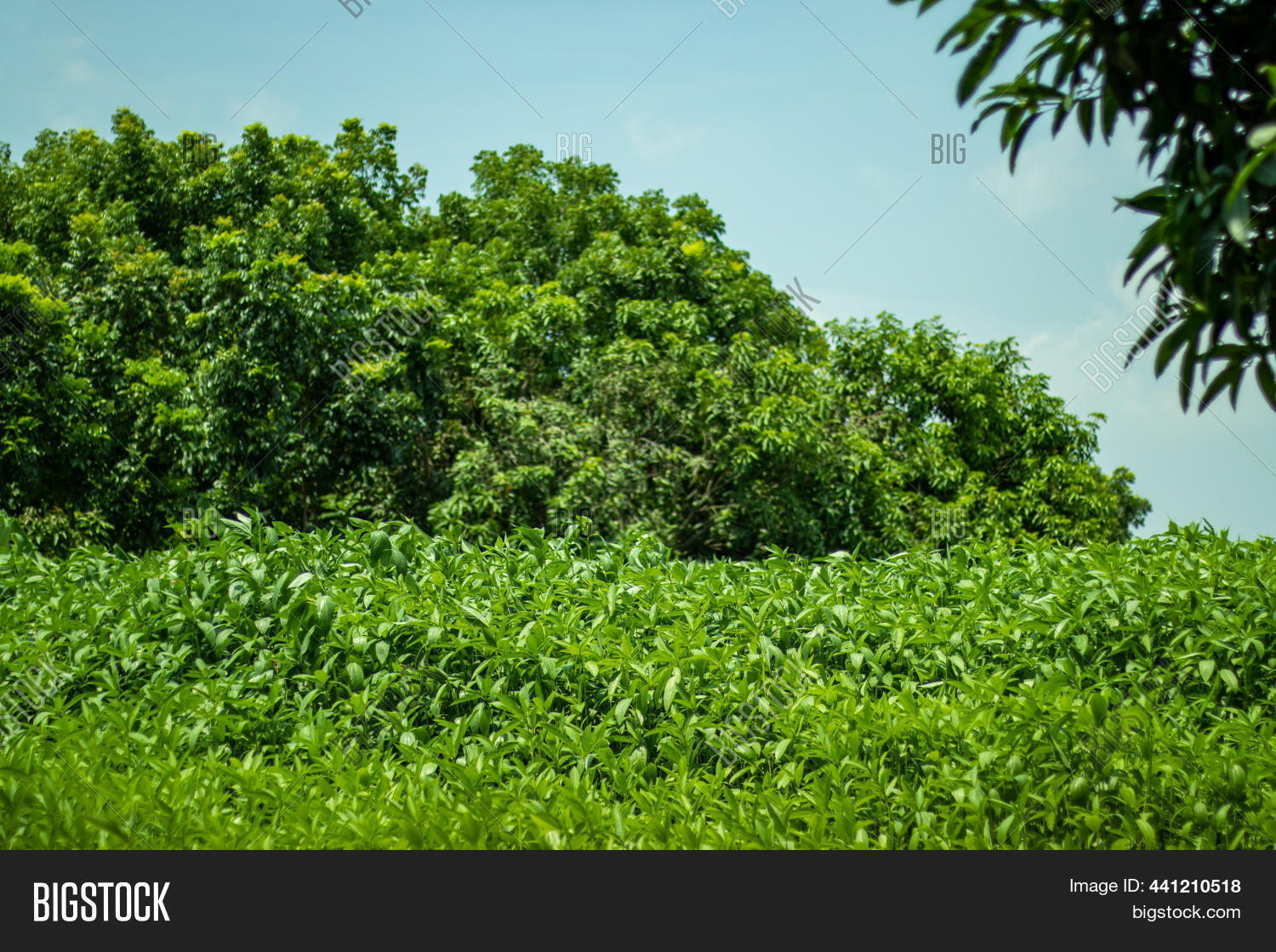 Jute Leaves Trees That Image & Photo (Free Trial) | Bigstock