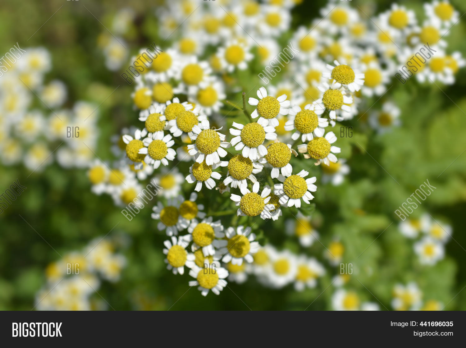 Golden Feverfew Image & Photo (Free Trial) | Bigstock