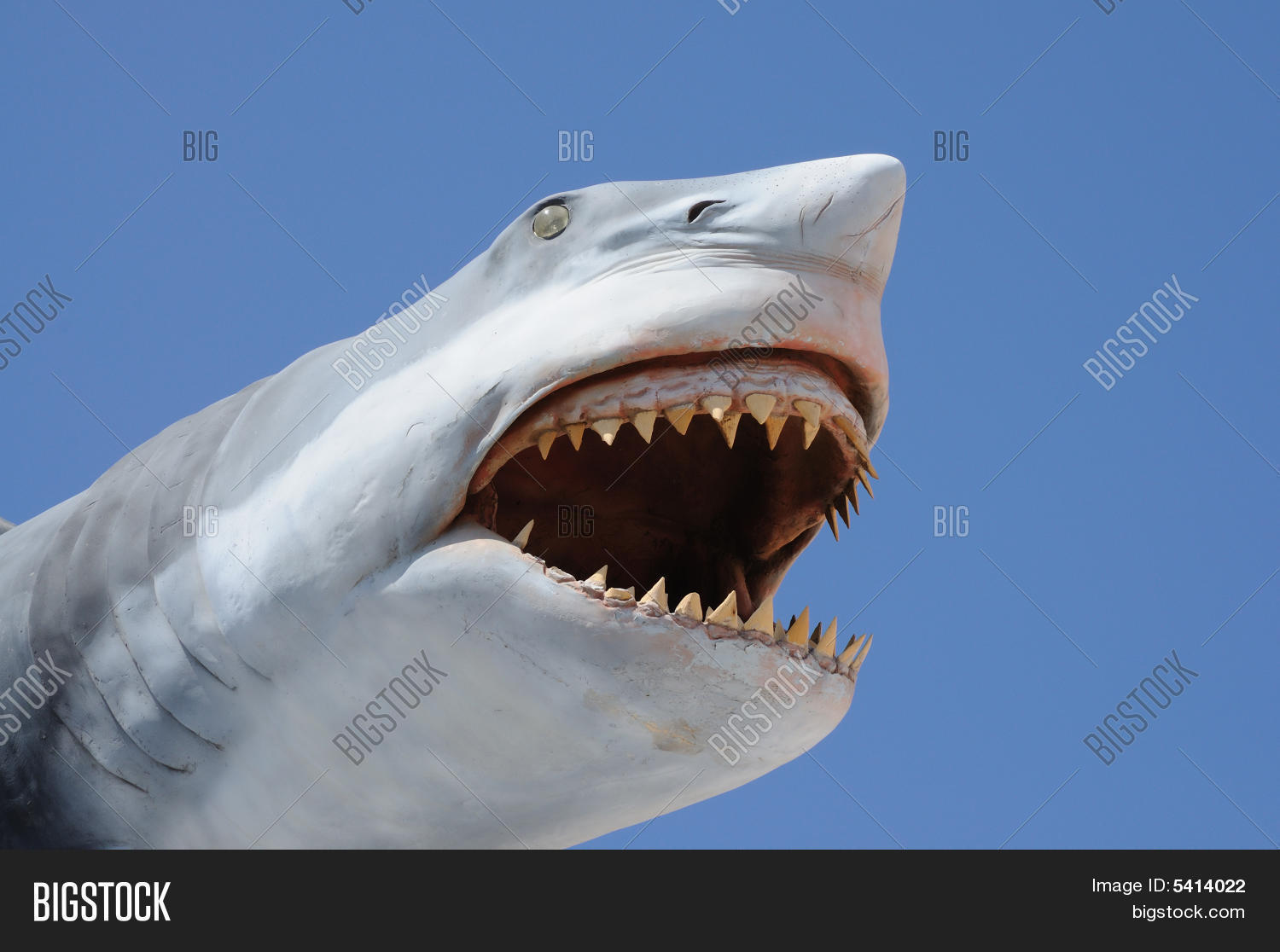 Shark Open Mouth Image & Photo (Free Trial) | Bigstock