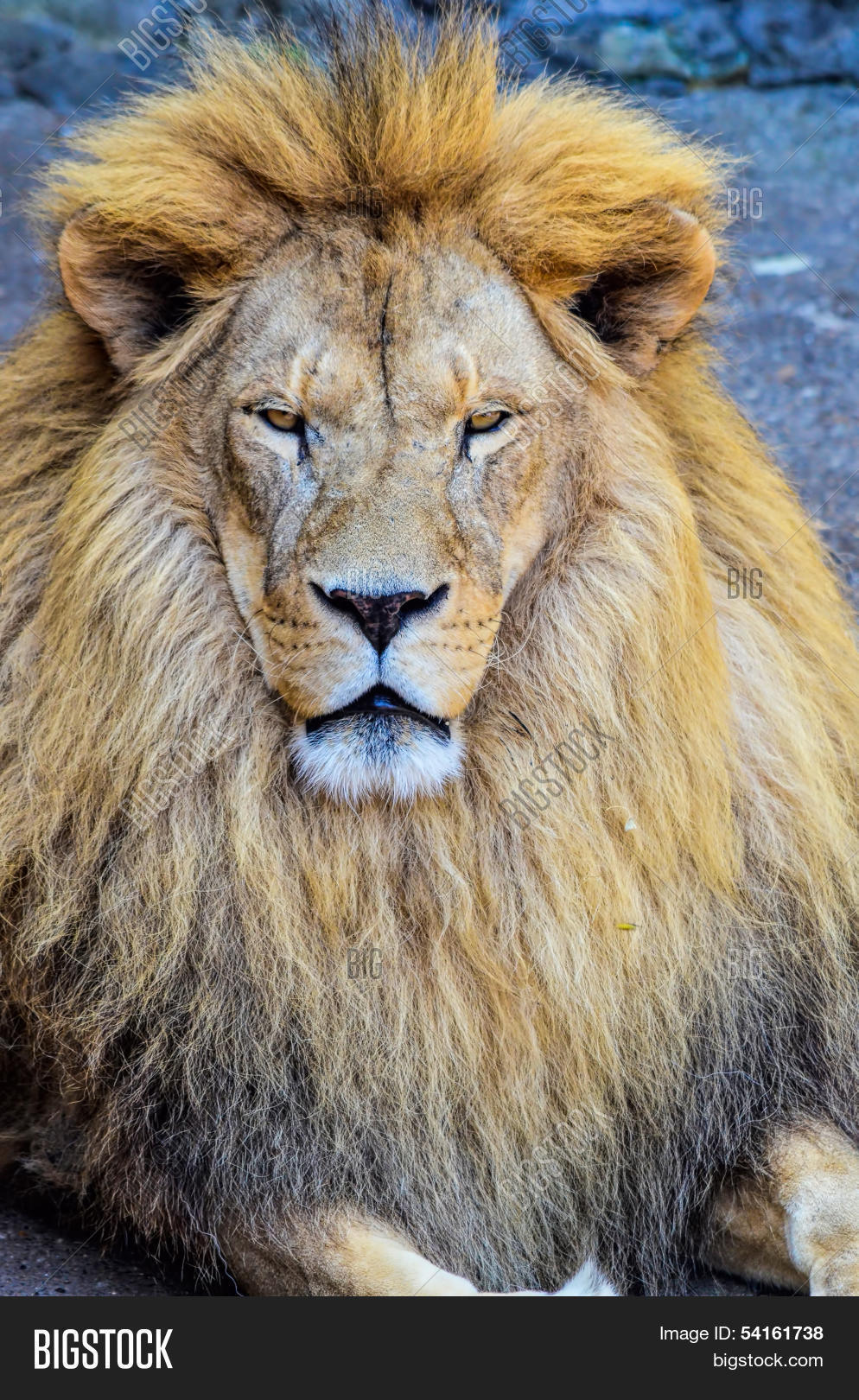 Dangerous Lions