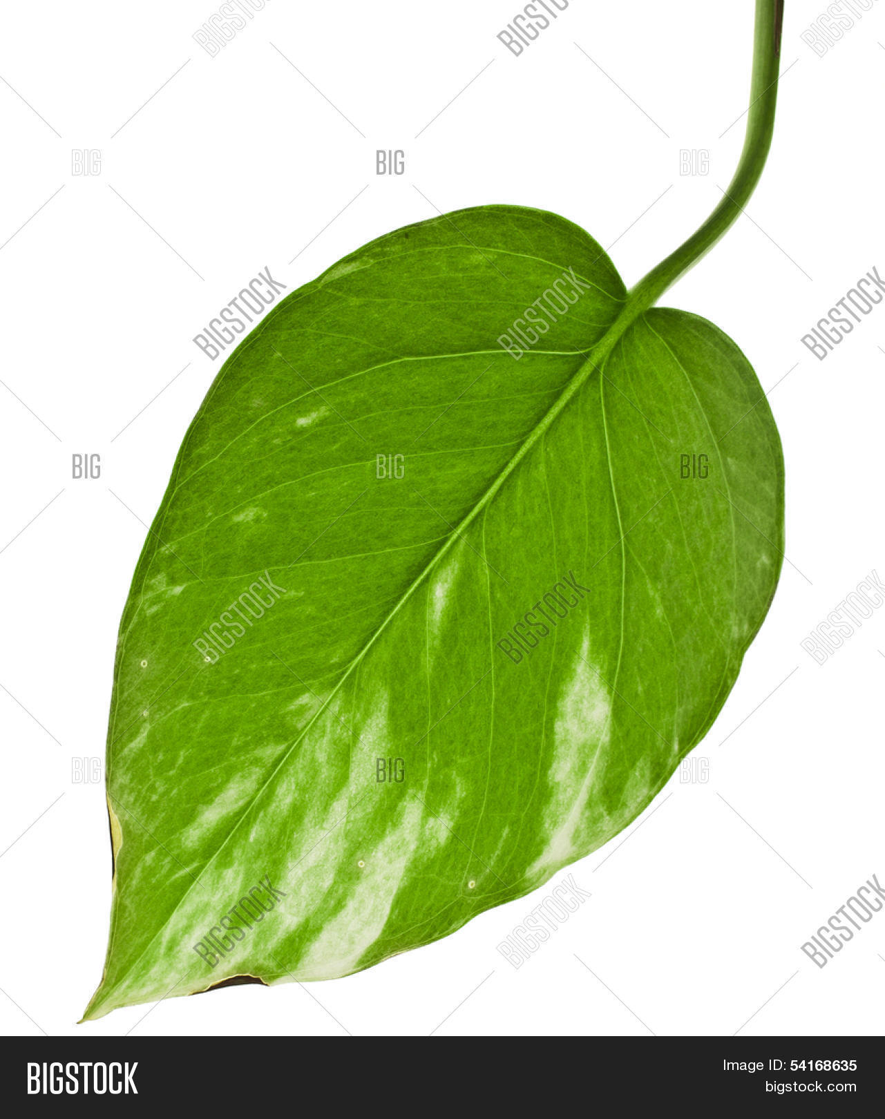 One Single Leaf Plant Image & Photo (Free Trial) | Bigstock