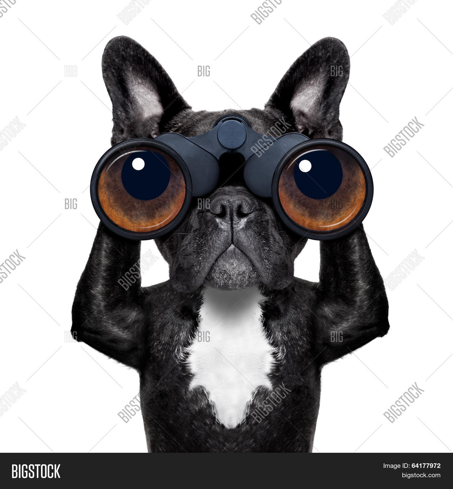 Dog Looking Through Image & Photo (Free Trial) | Bigstock