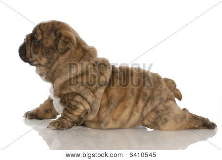 Bulldog Puppy Image & Photo (Free Trial) | Bigstock