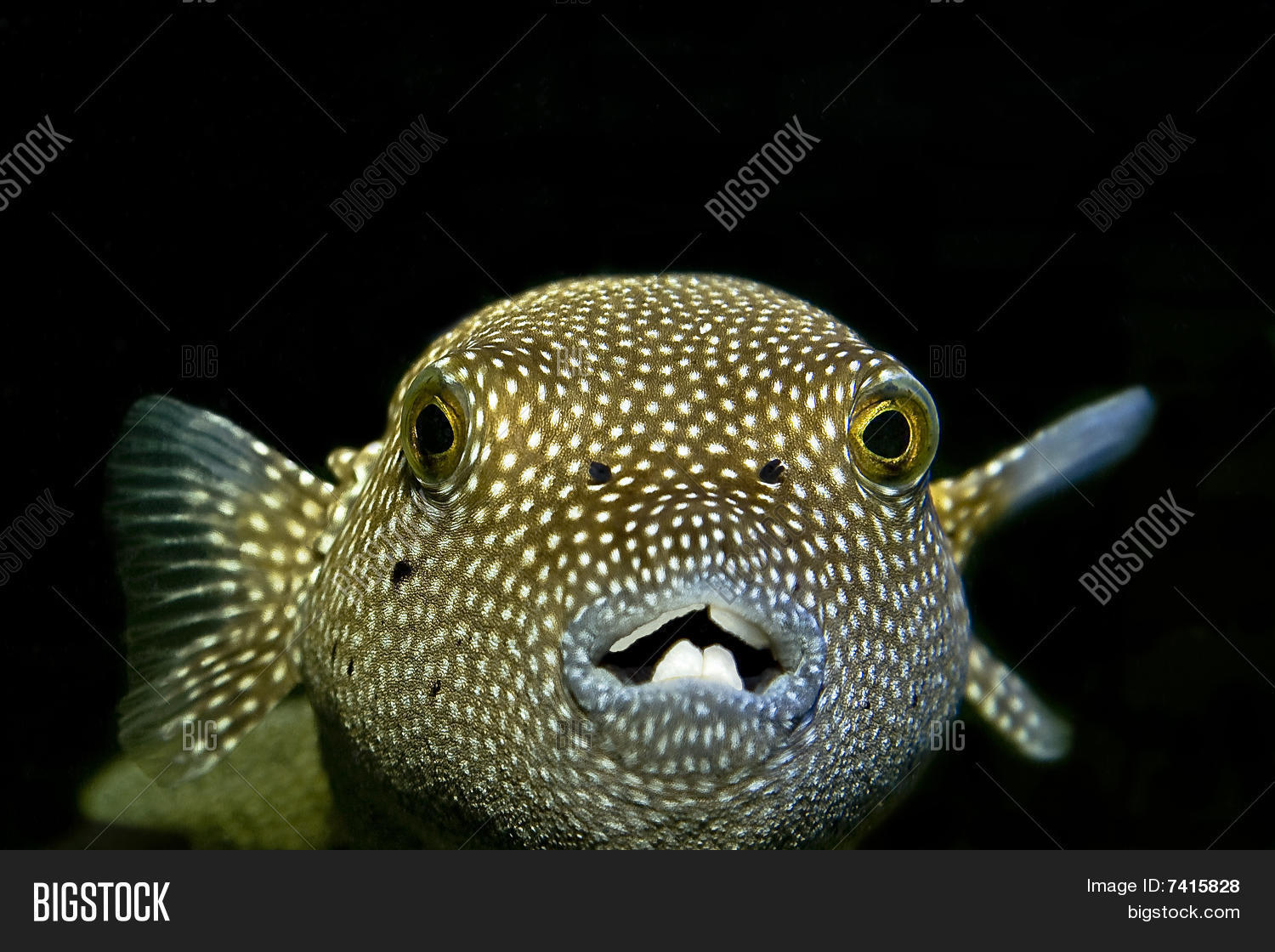 Puffer Fish Image & Photo (Free Trial) | Bigstock