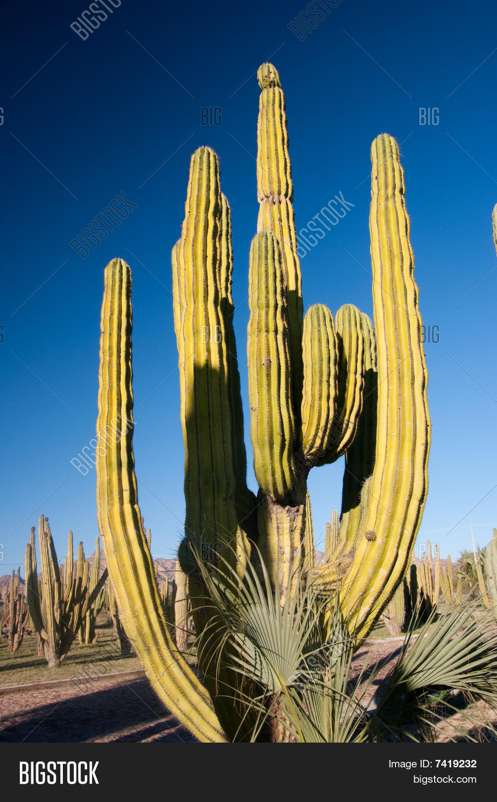 Imagen y foto Pitayo (prueba gratis) | Bigstock