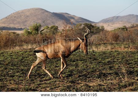 Rooihartbees Image & Photo (Free Trial) | Bigstock