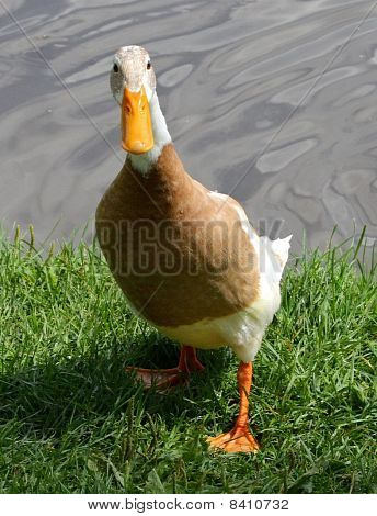 Long Neck Duck Image & Photo (Free Trial) | Bigstock