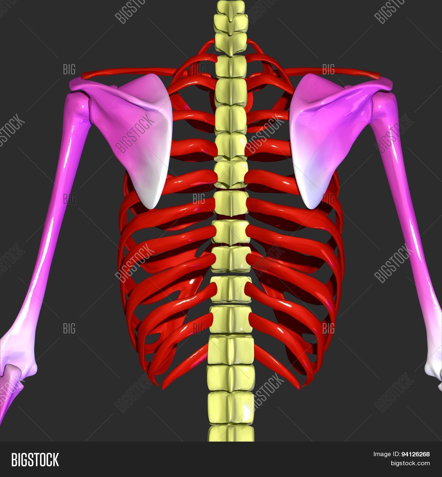 Rib Cage, Back Bone Image & Photo (Free Trial) | Bigstock