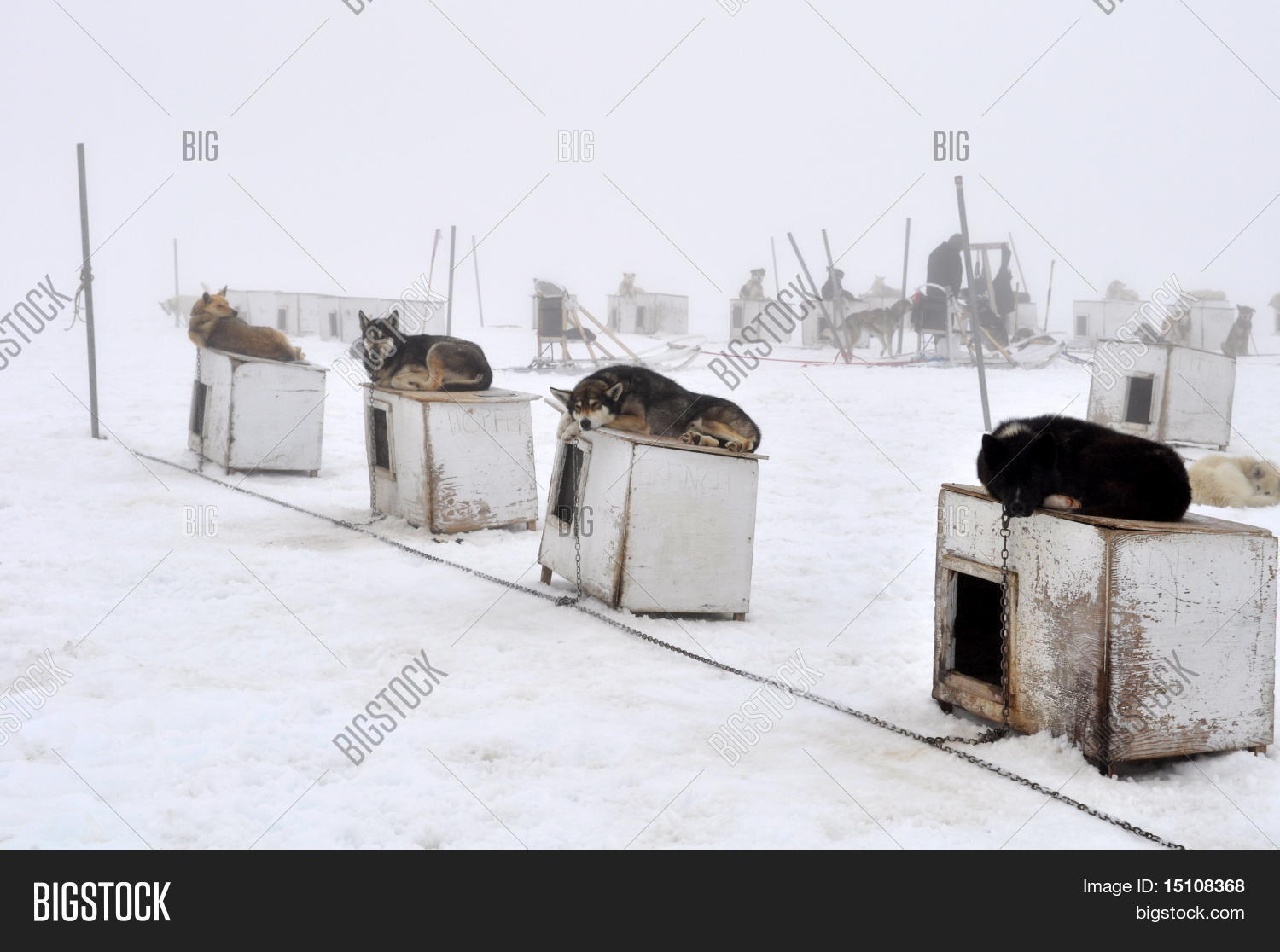 Alaskan Sled Dogs Image & Photo (Free Trial) | Bigstock