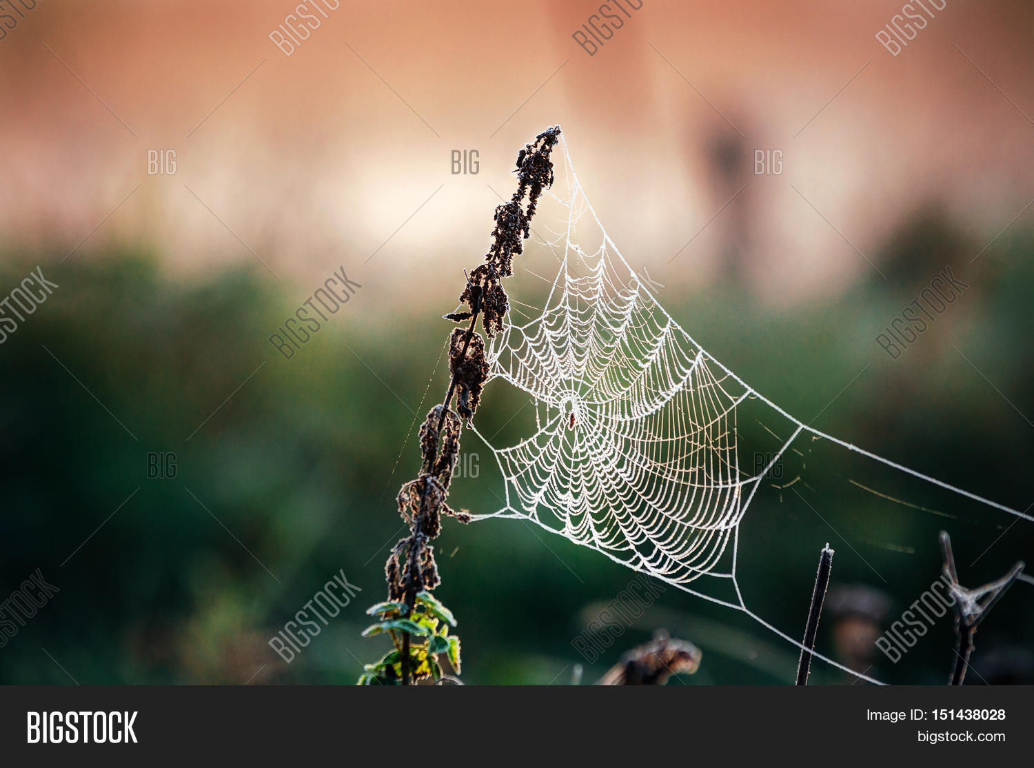 Cobweb Spider Web Image & Photo (Free Trial) | Bigstock