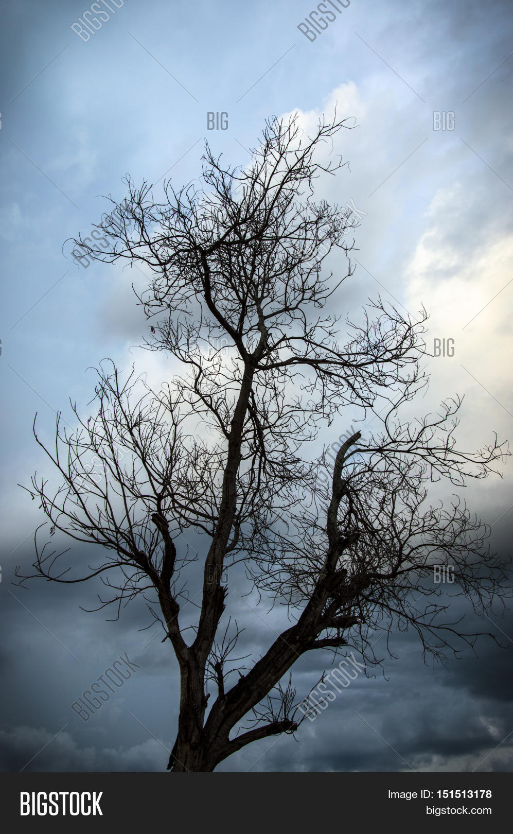 Mysterious Scary Dry Image & Photo (Free Trial) | Bigstock