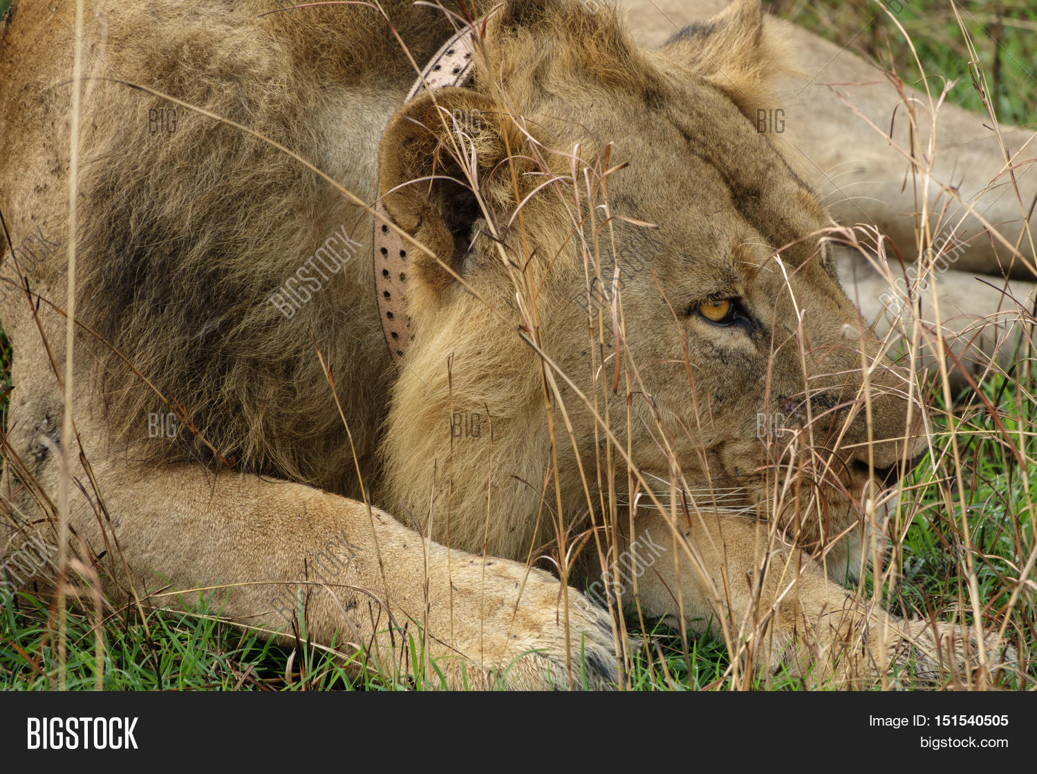 Closeup Old Male Lion Image & Photo (Free Trial) | Bigstock
