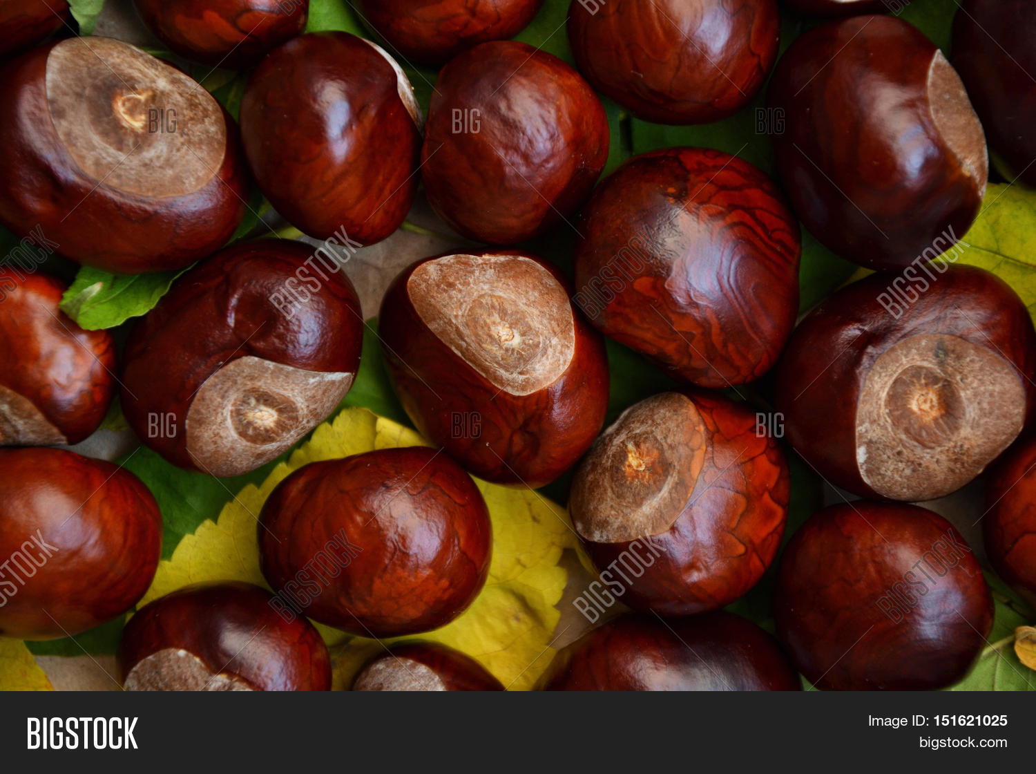 Chestnuts Pine Cones Image & Photo (Free Trial) | Bigstock