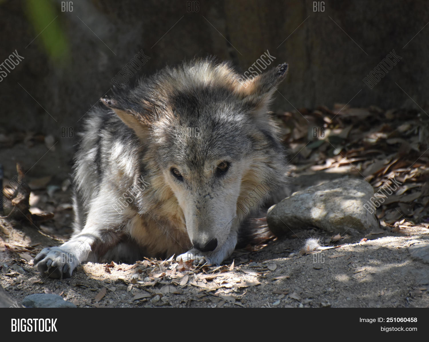 Beautiful Resting Image & Photo (Free Trial) | Bigstock