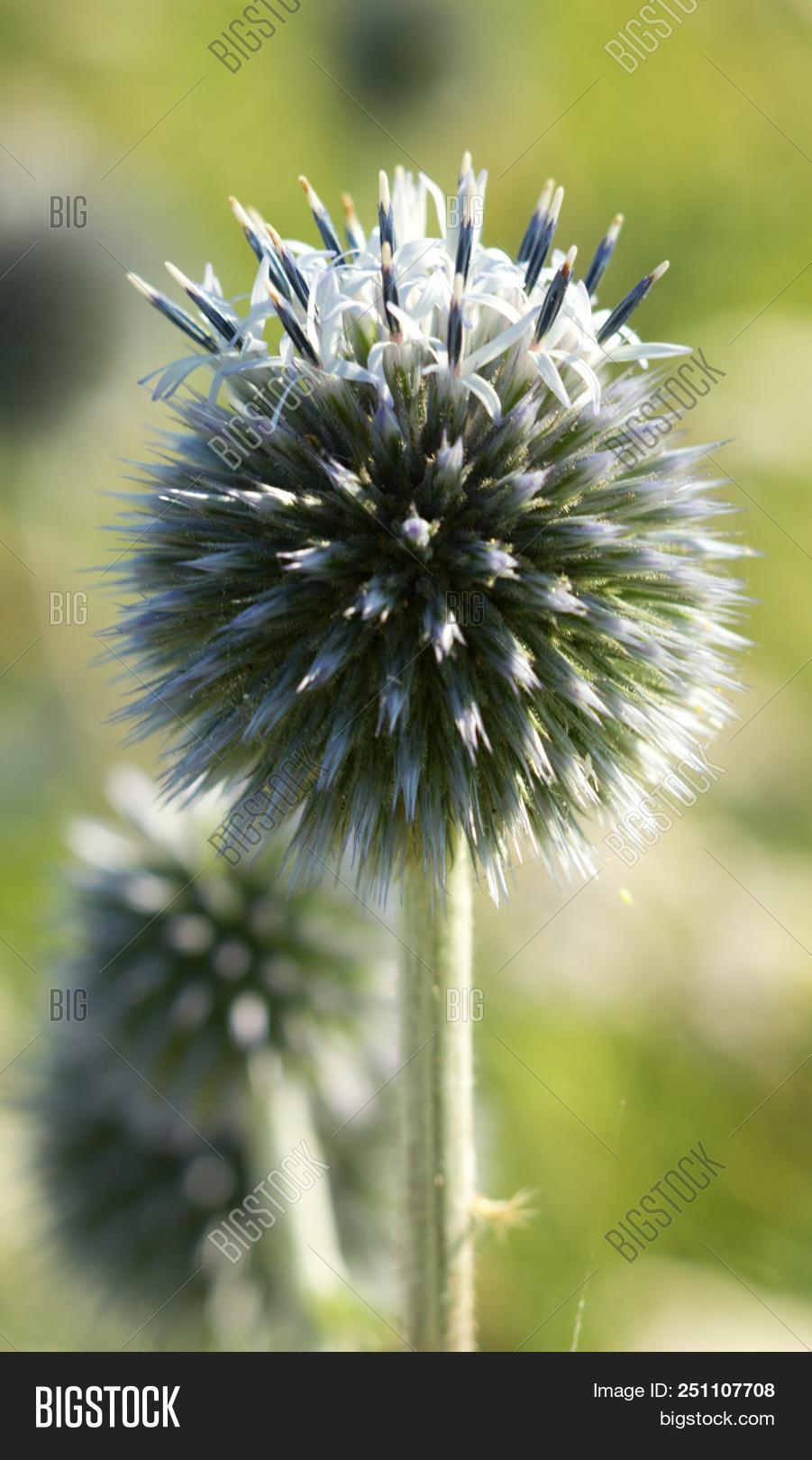 Echinops Image & Photo (Free Trial) | Bigstock