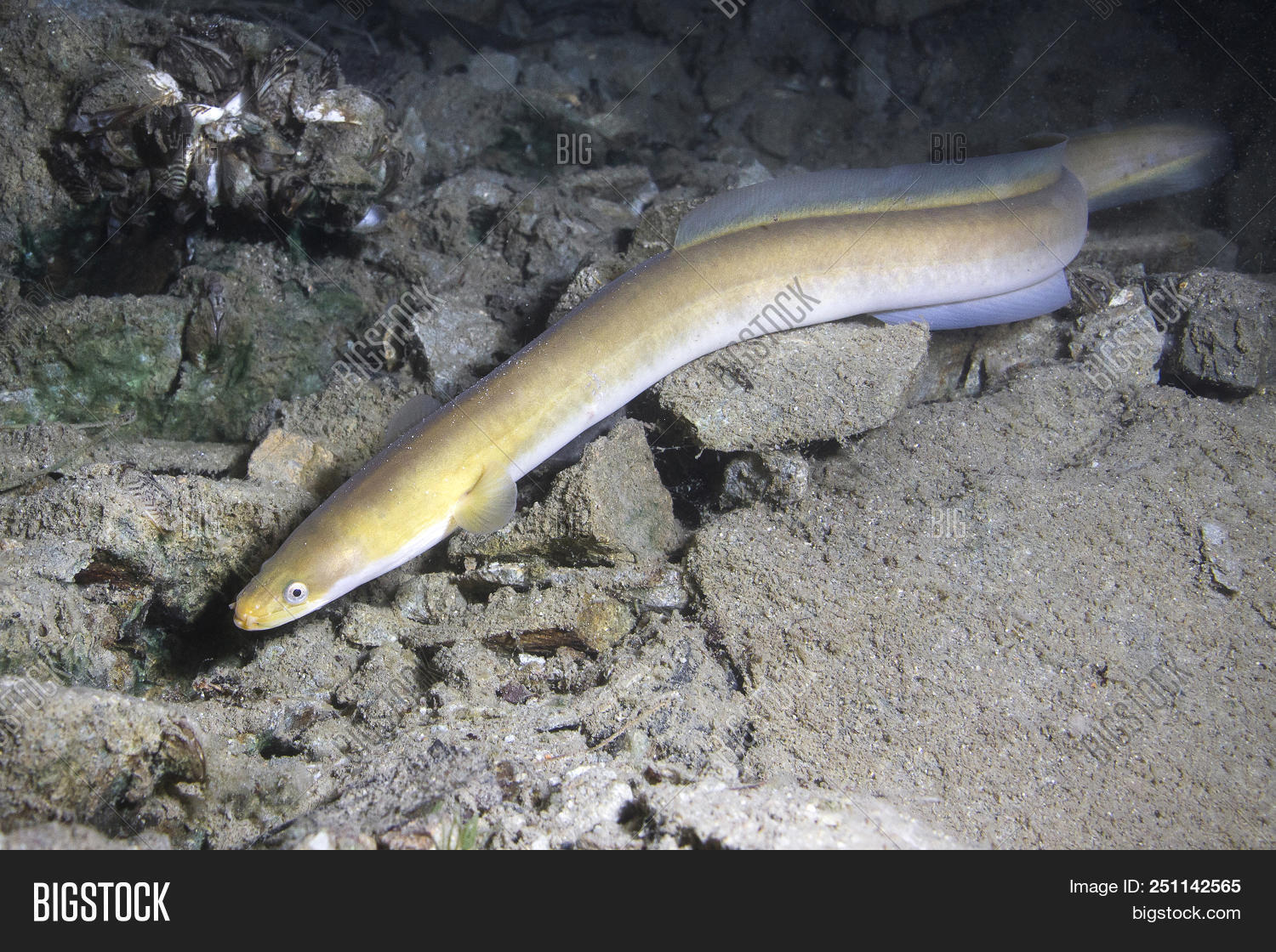 Eel Fish (anguilla Image & Photo (Free Trial) | Bigstock