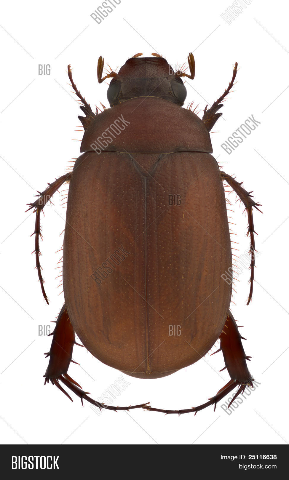 Maladera Insanabilis Image & Photo (Free Trial) | Bigstock