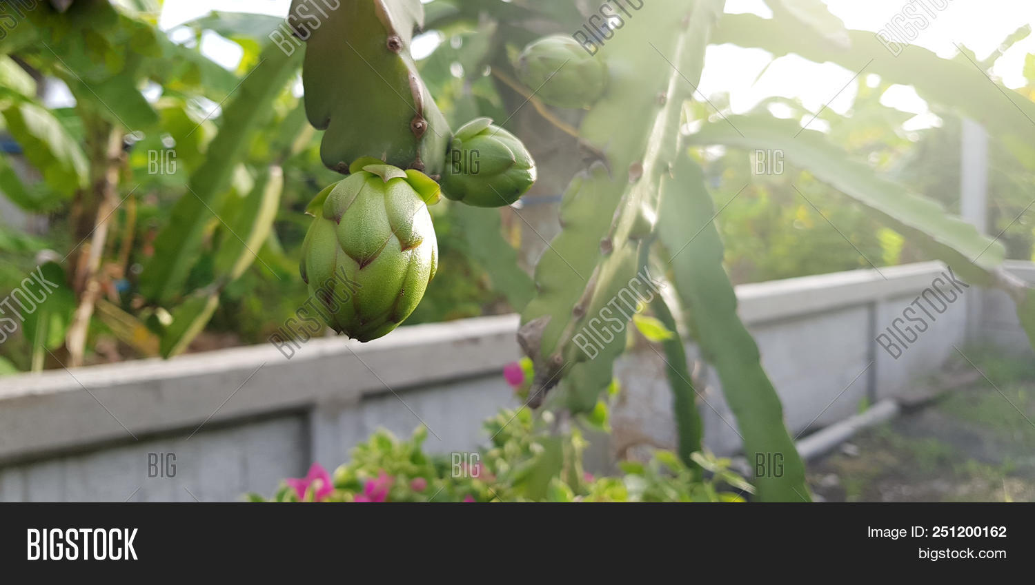Fresh Green Pitaya Image & Photo (Free Trial) | Bigstock