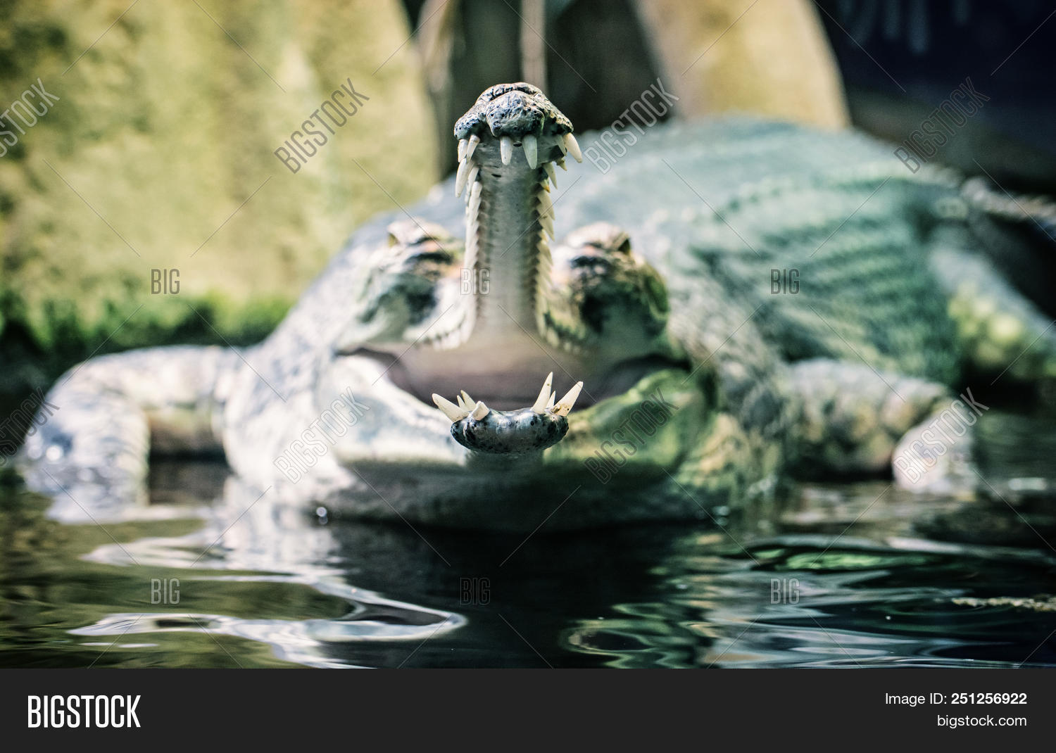 Gharial - Gavialis Image & Photo (Free Trial) | Bigstock