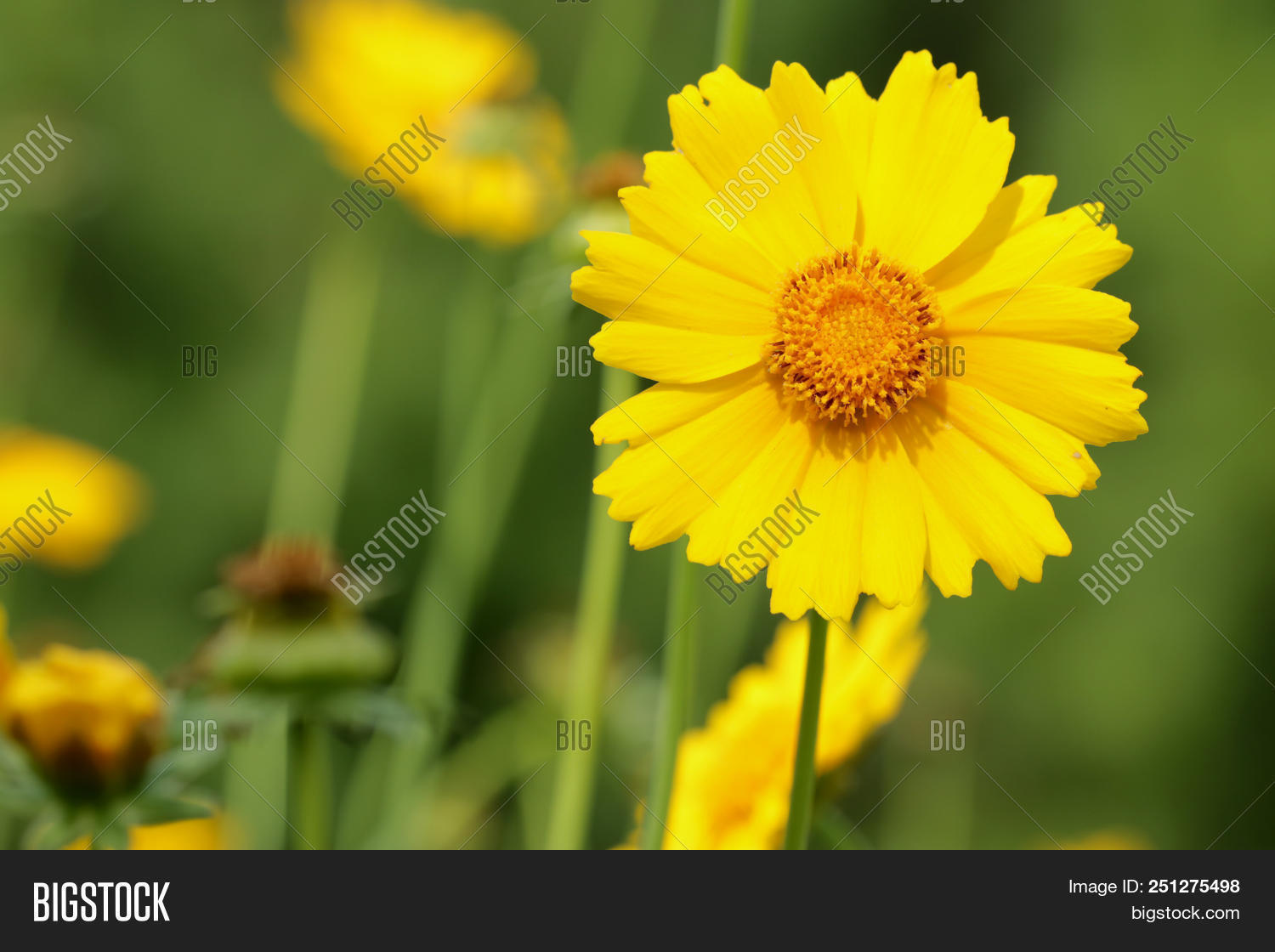 Yellow Flowers Lance Image & Photo (Free Trial) | Bigstock