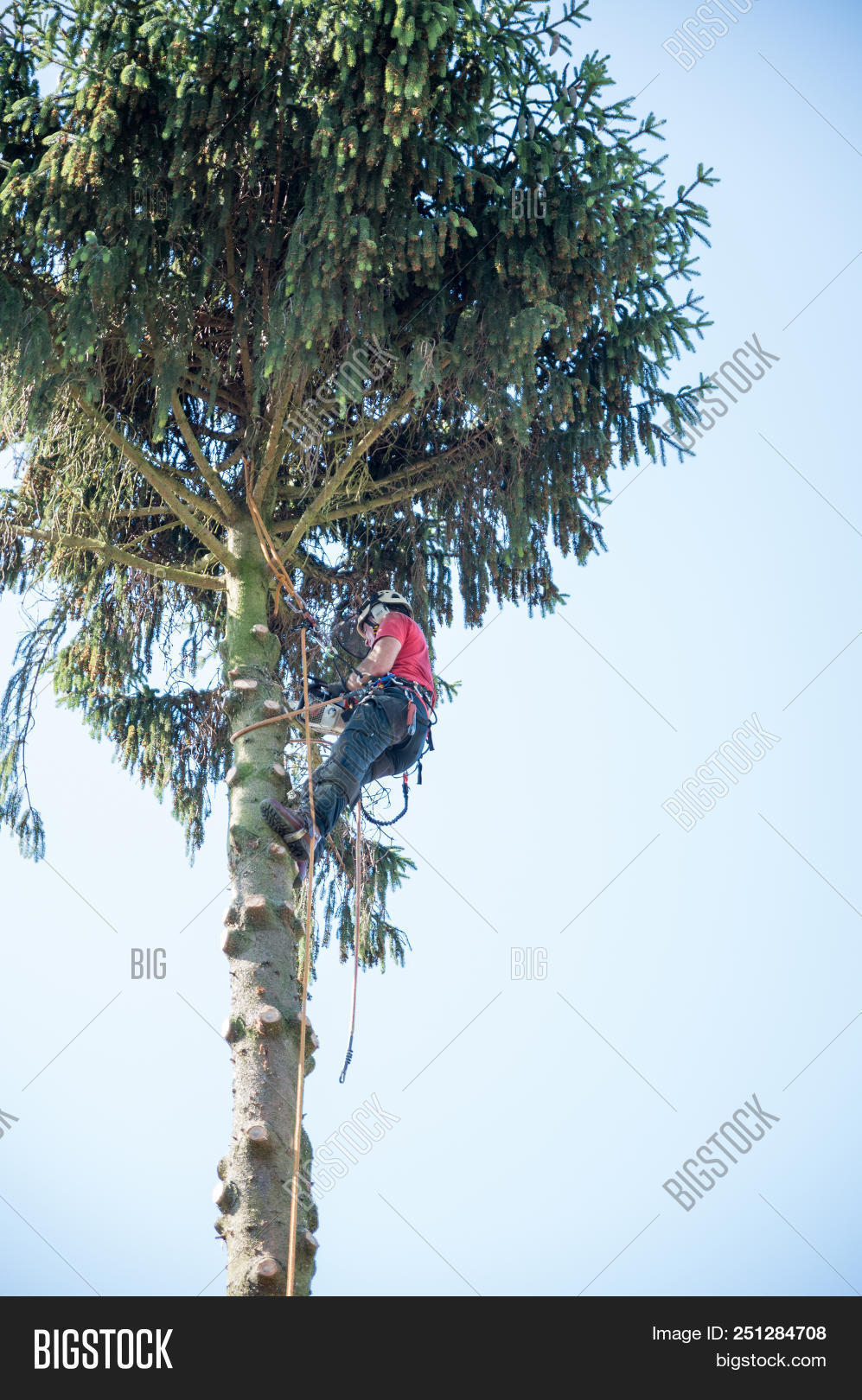 Image et photo de Tree Surgeon (essai gratuit) | Bigstock