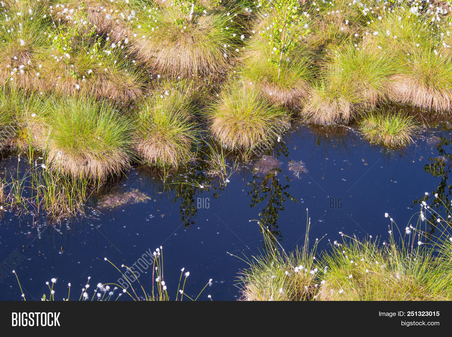 Cottongrass Growing Image & Photo (Free Trial) | Bigstock
