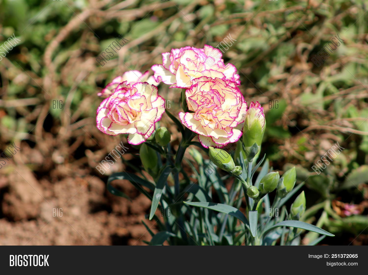 Dianthus Caryophyllus Leaves