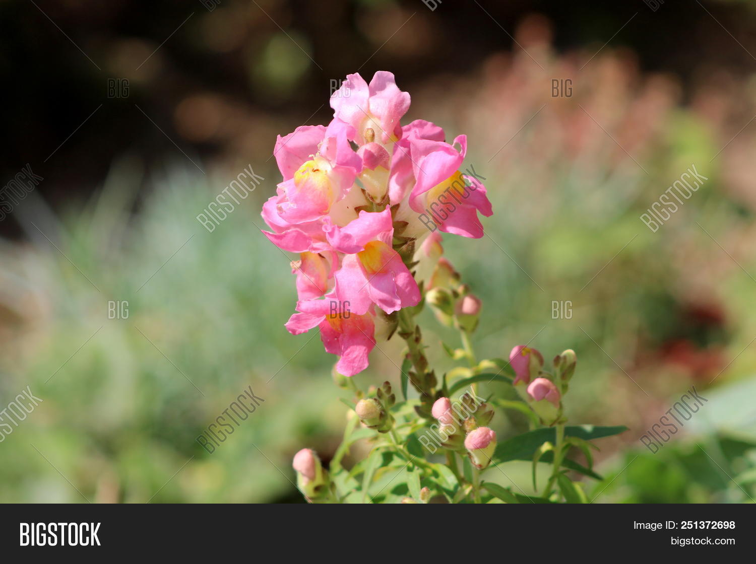 Common Snapdragon Image & Photo (Free Trial) | Bigstock