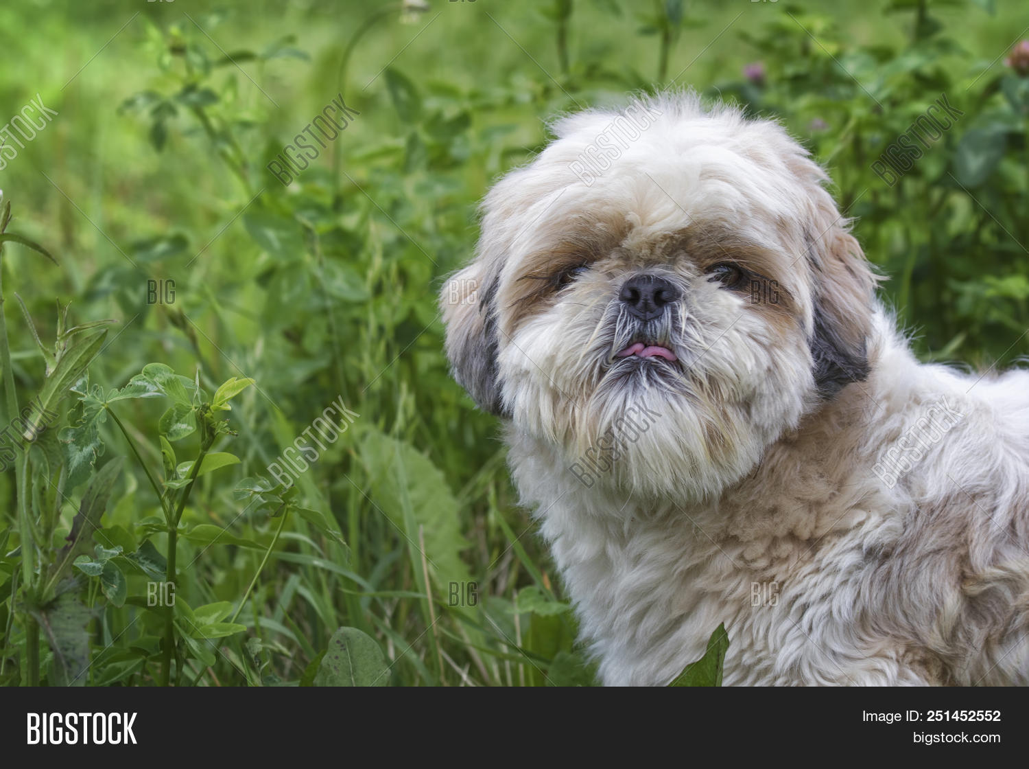 Portrait Cute Shitzu Image & Photo (Free Trial) | Bigstock