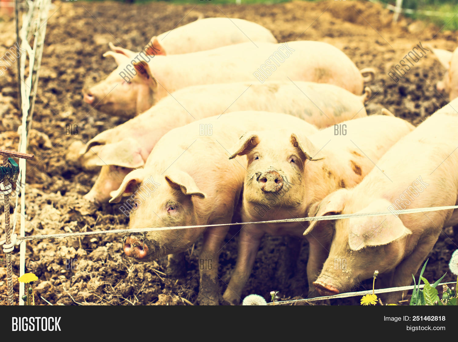 Pigs On Farm. Happy Image & Photo (Free Trial) | Bigstock
