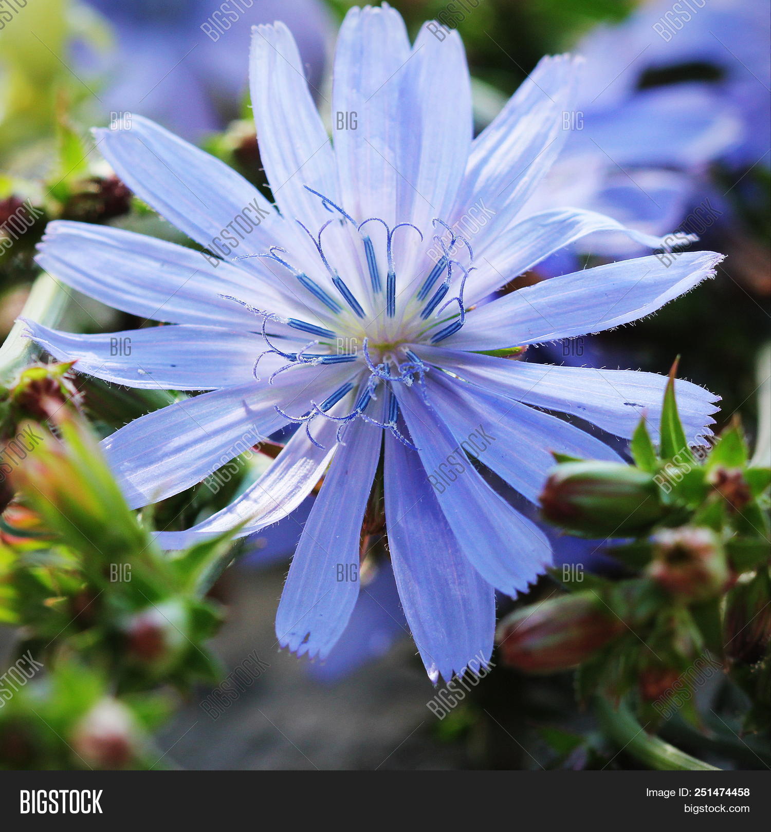 Flowering Cichorium Image & Photo (Free Trial) | Bigstock