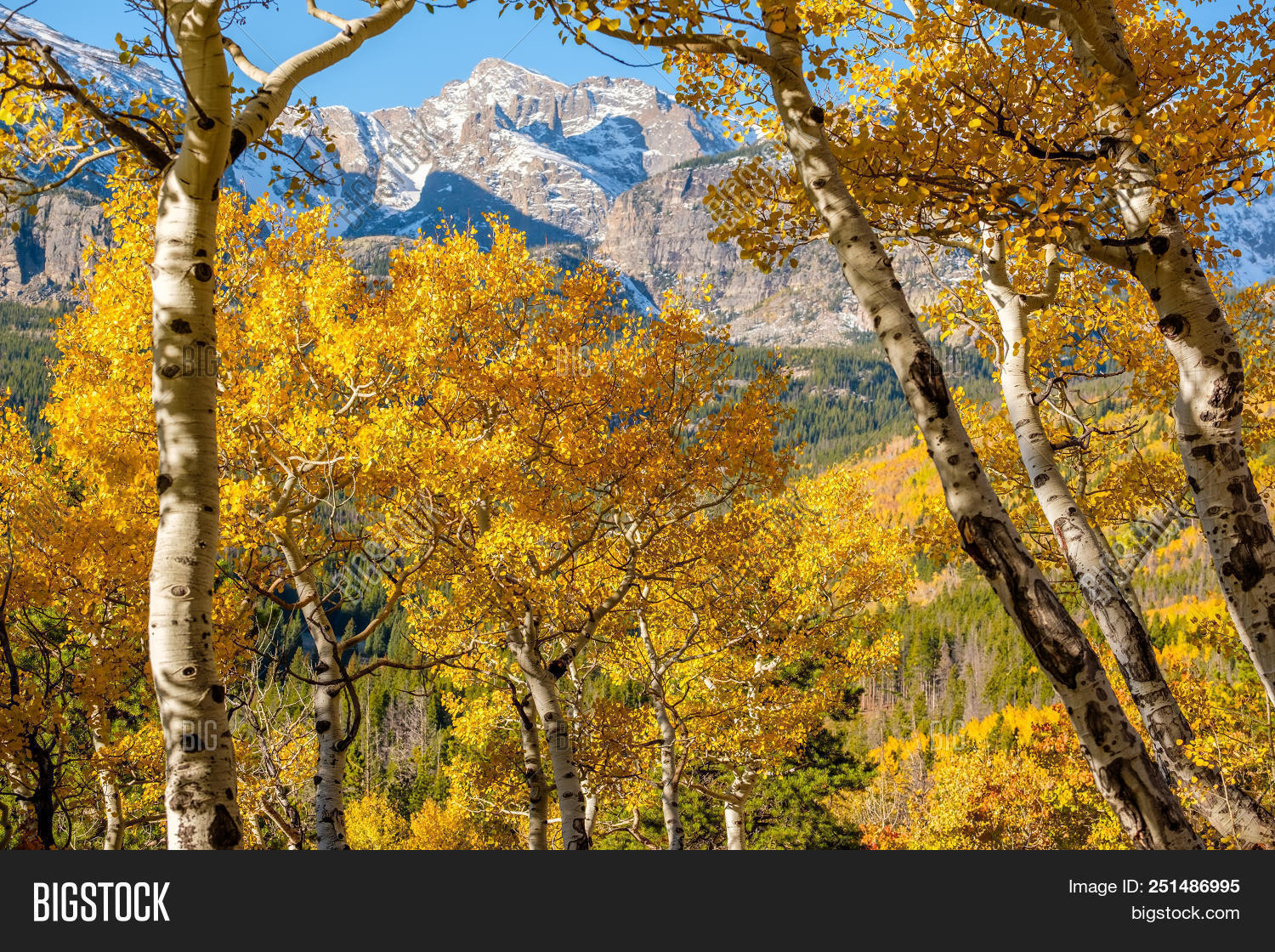 Aspen Grove Autumn. Image & Photo (Free Trial) | Bigstock