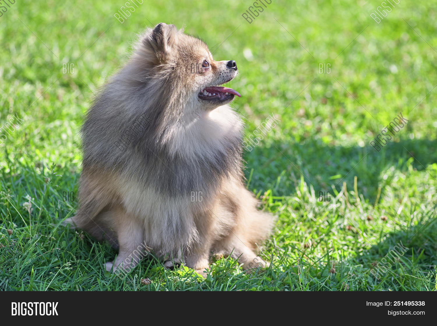 Spitz Decorative Breed Image & Photo (Free Trial) | Bigstock
