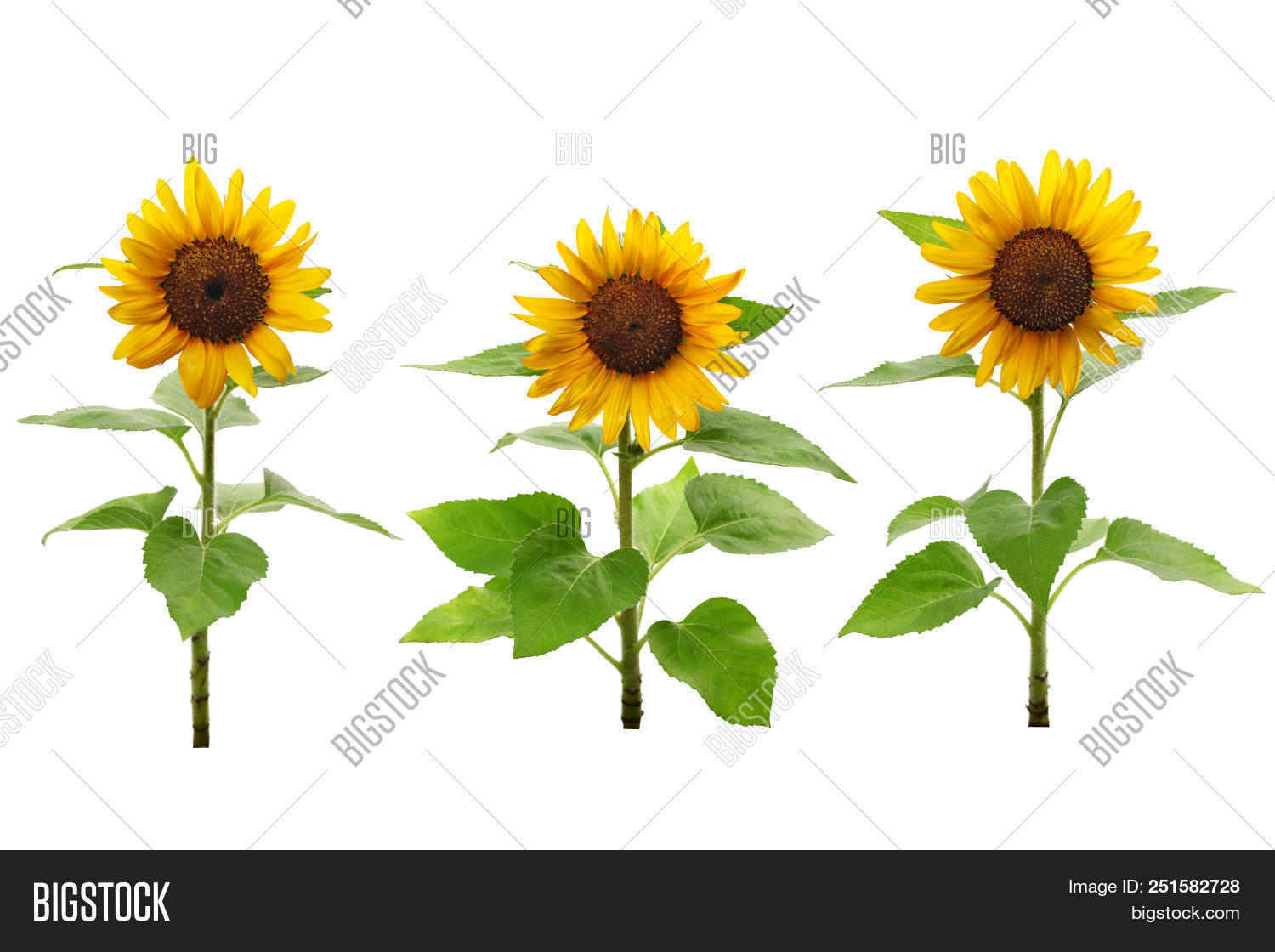 Three Sunflowers Image & Photo (Free Trial) | Bigstock