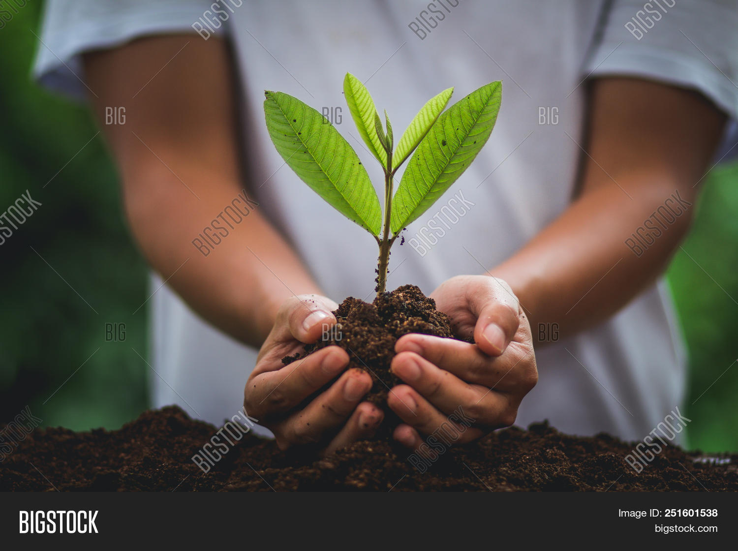 Plant Seedlings Nature Image & Photo (Free Trial) | Bigstock