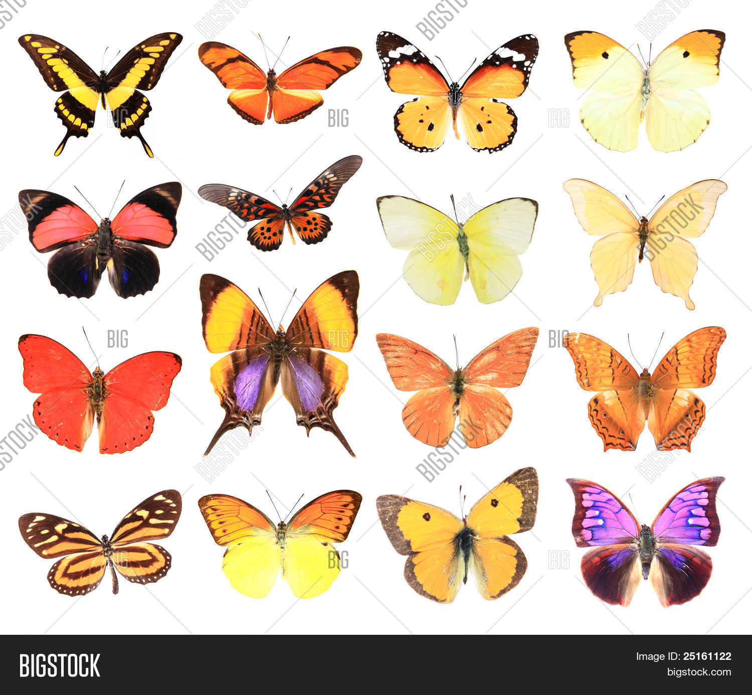 Many Butterflies Image & Photo (Free Trial) | Bigstock