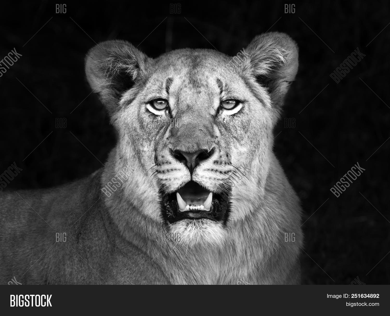 Lioness Photographed Image & Photo (Free Trial) | Bigstock