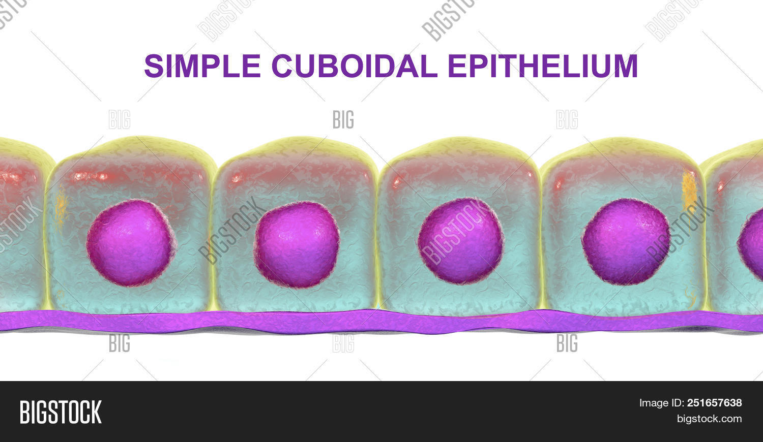 Simple Cuboidal Image & Photo (Free Trial) | Bigstock