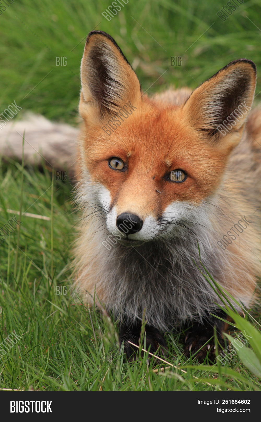 Cute Curious Red Fox Image & Photo (Free Trial) | Bigstock
