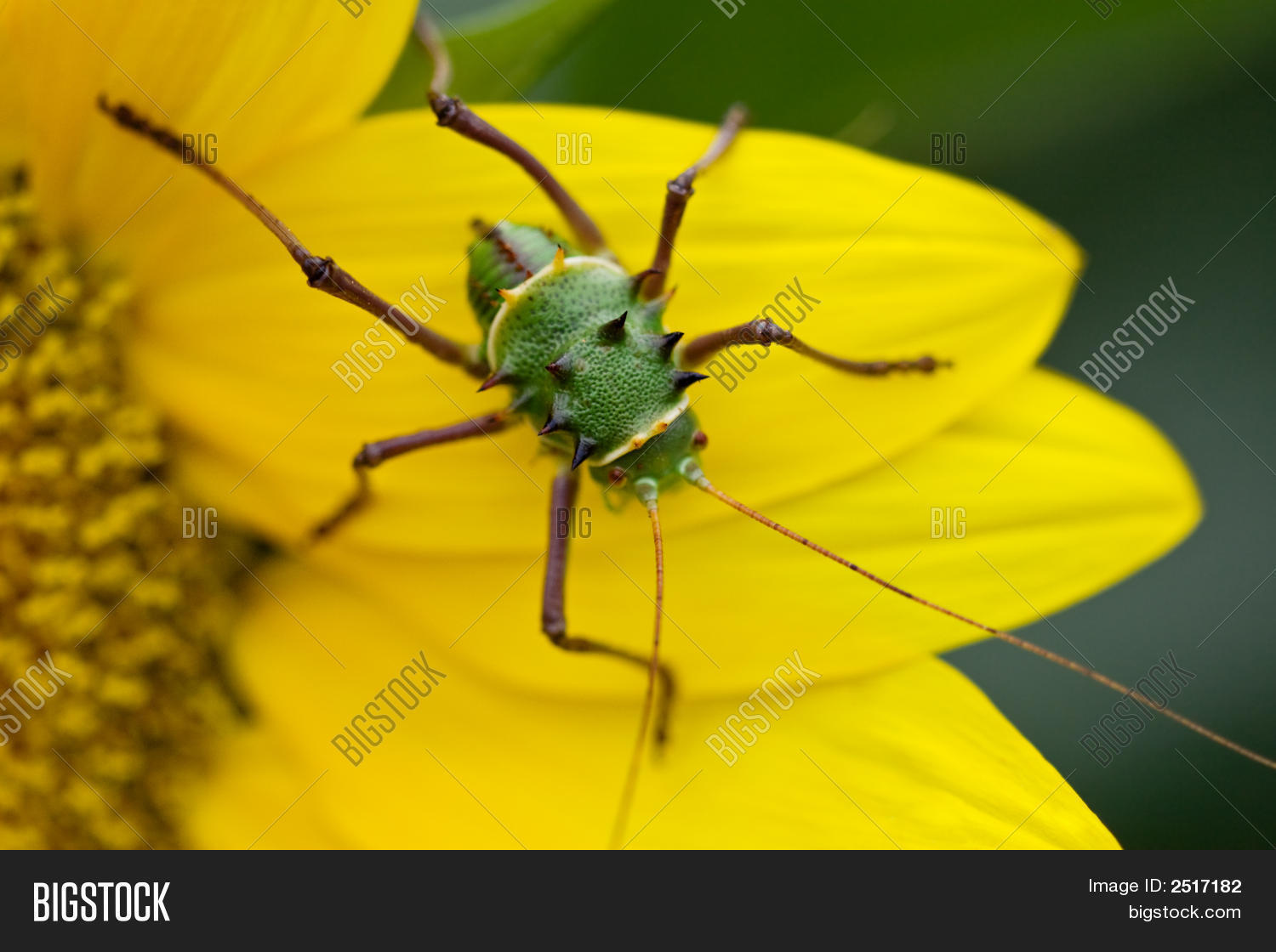 Armored Corn Cricket Image & Photo (Free Trial) | Bigstock