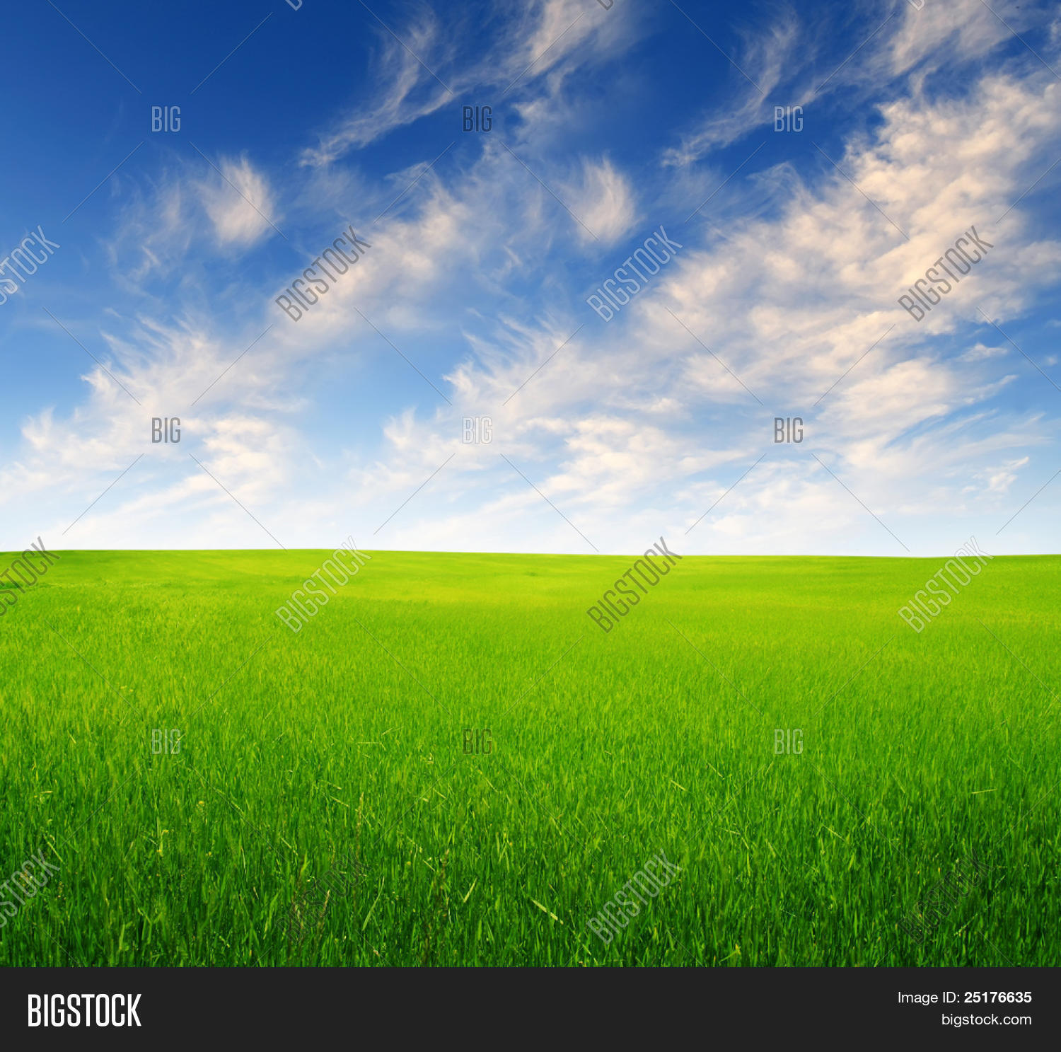 Summer Field Landscape Image & Photo (Free Trial) | Bigstock