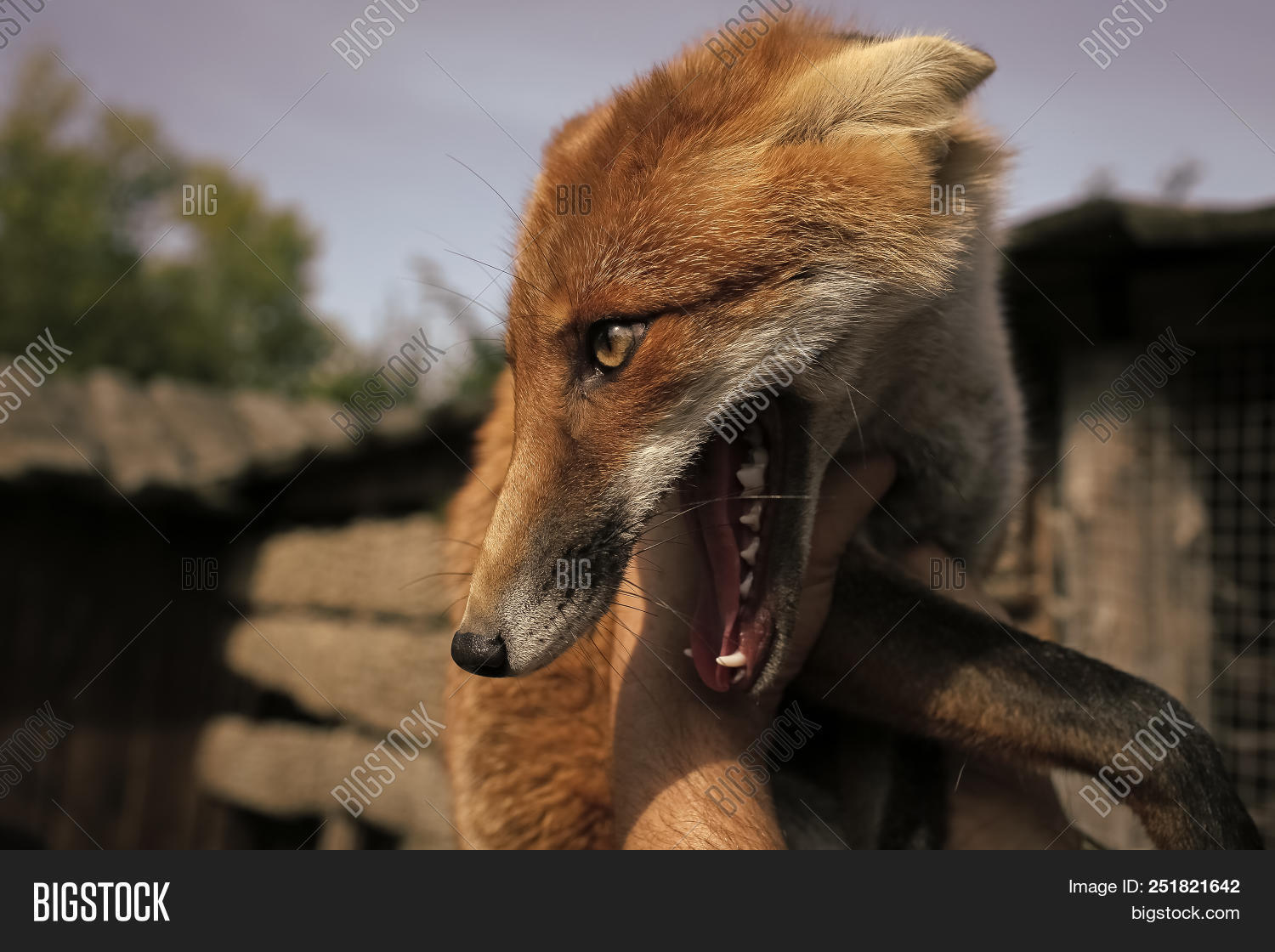 Red Fox Human Hand On Image & Photo (Free Trial) | Bigstock