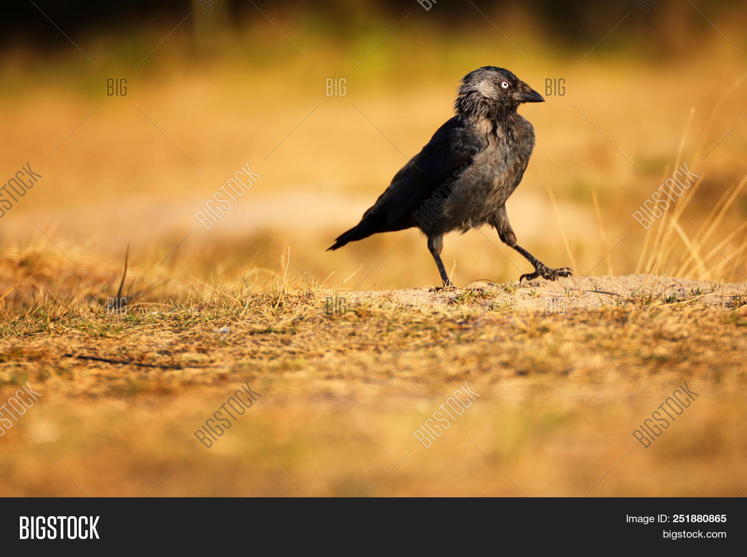Marching Crow Black. Image & Photo (Free Trial) | Bigstock