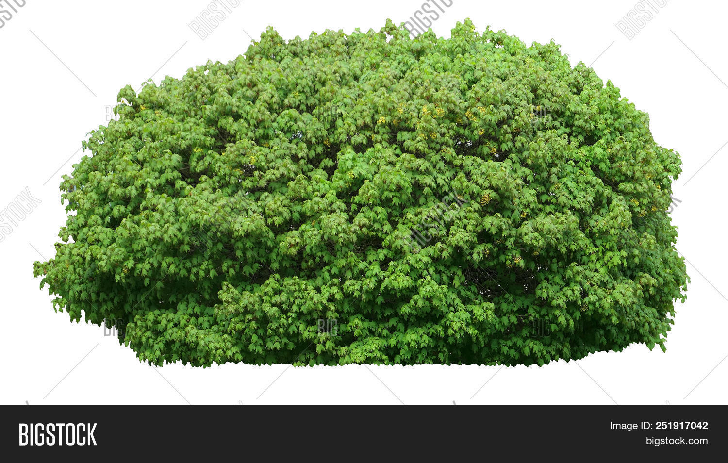 Fresh Green Bush Image & Photo (Free Trial) | Bigstock