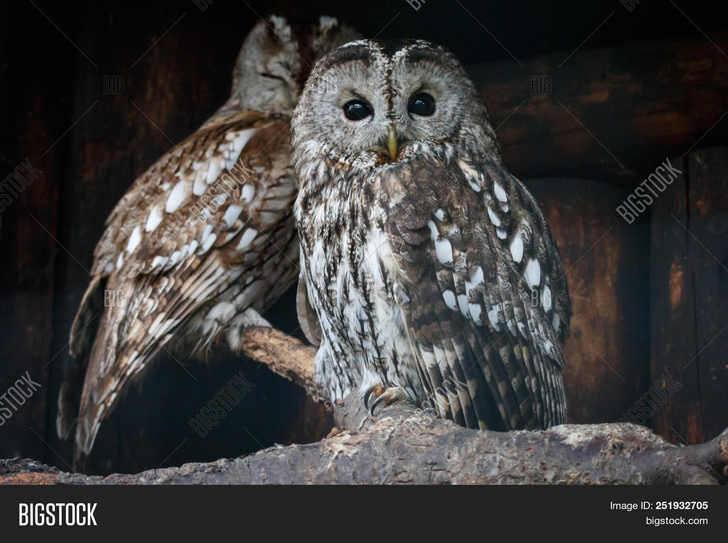 Two Tawny Owls Brown Image & Photo (Free Trial) | Bigstock