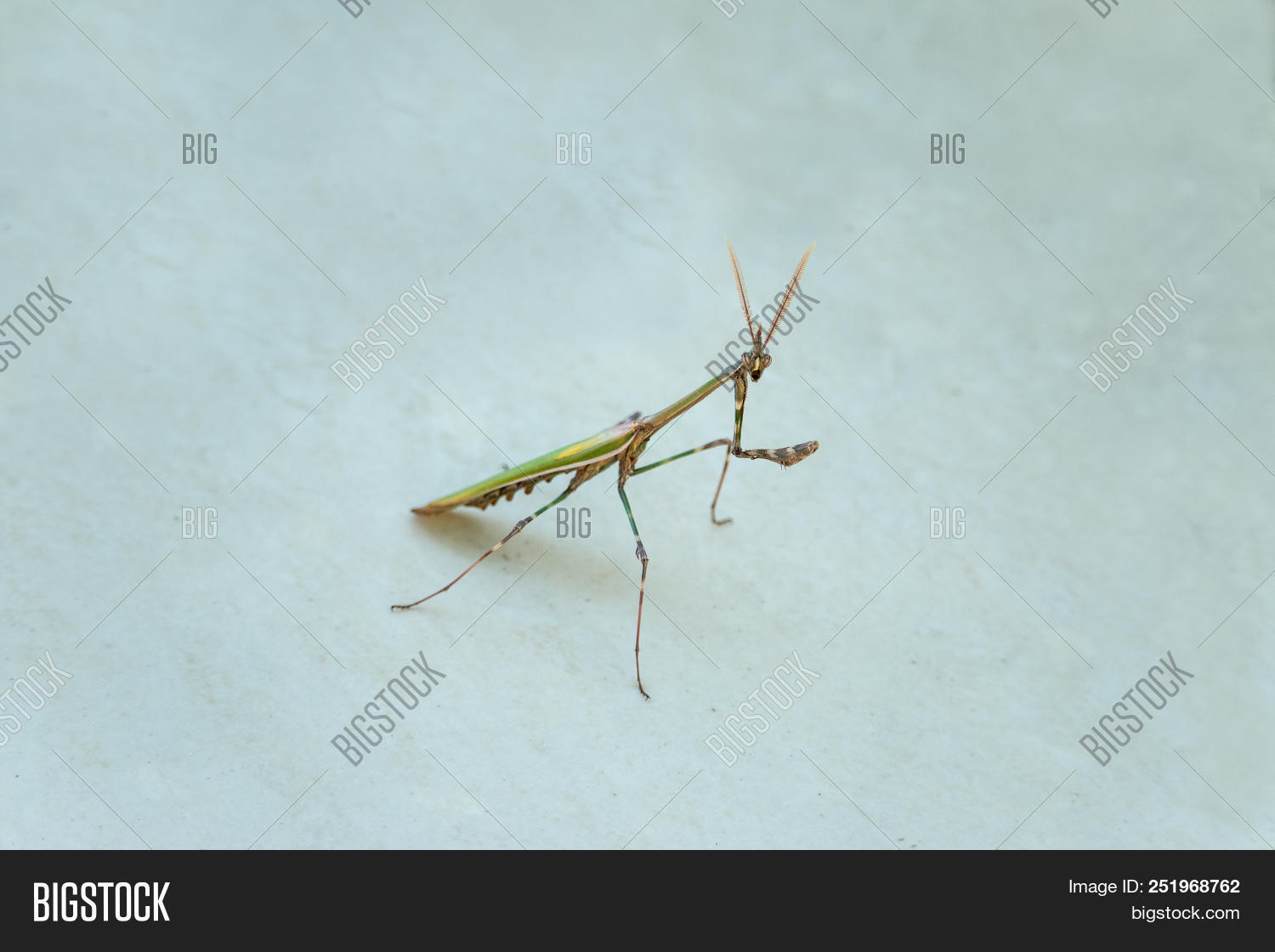 Mantises Order ( Image & Photo (Free Trial) | Bigstock